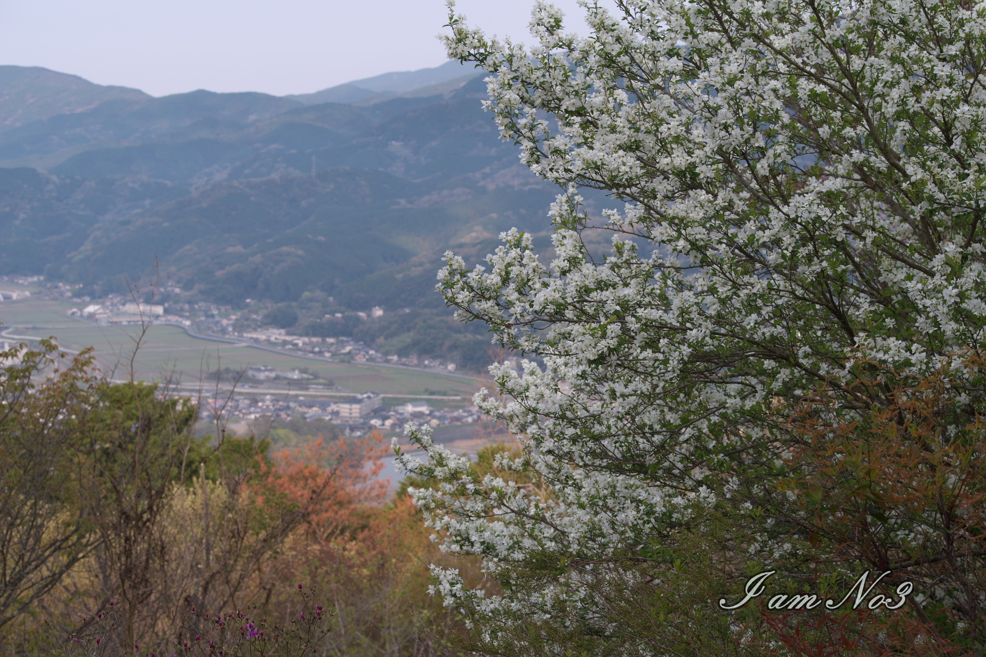 ついに満開です・・・・八重桜！: The Cutout